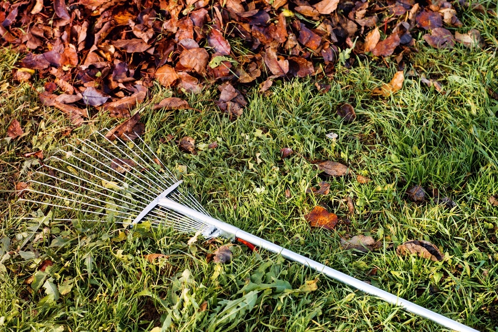 6 top autumn lawn care tips - The Boma Garden Centre