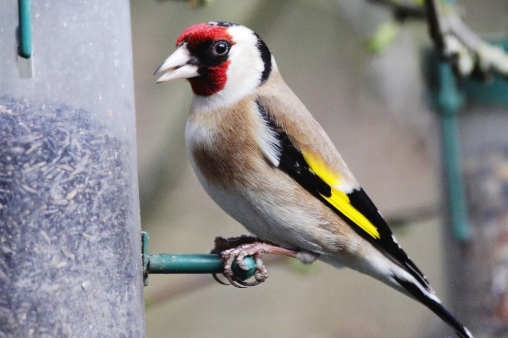 6 ways to attract birds to your garden - The Boma Garden Centre