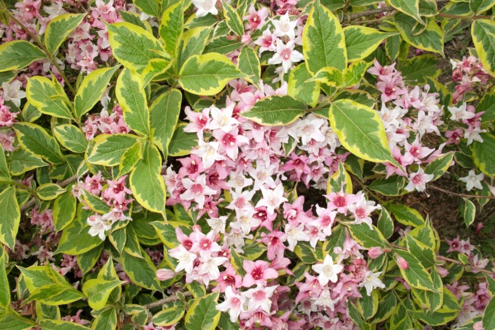 7 great shrubs for low-maintenance gardens - The Boma Garden Centre