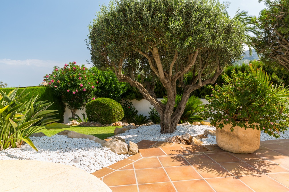 8 top tips for a Mediterranean garden - The Boma Garden Centre