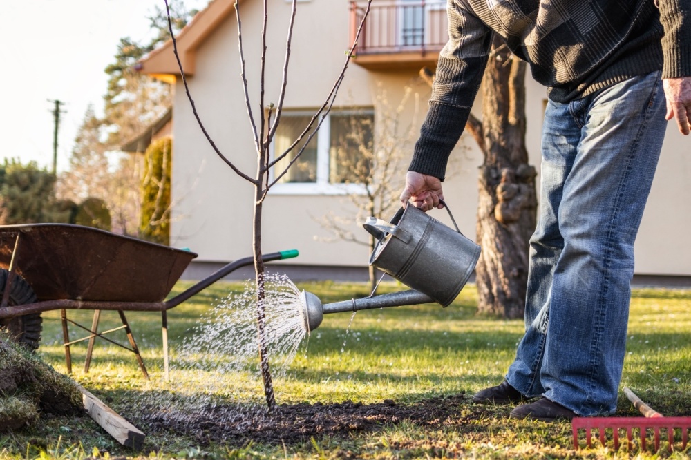 A guide to planting trees in winter - The Boma Garden Centre