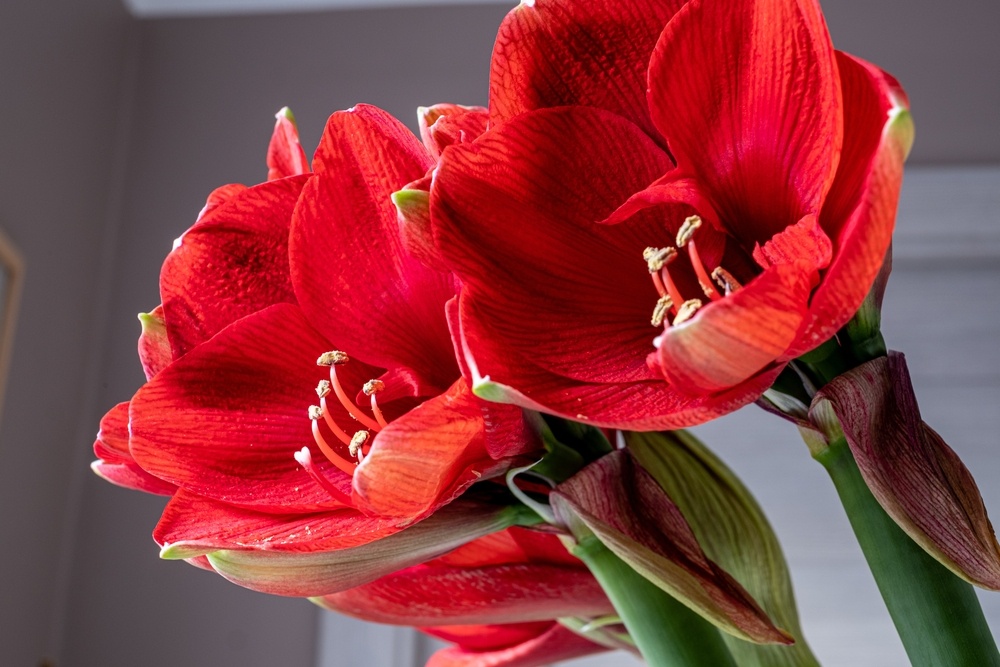 All about the Amaryllis - The Boma Garden Centre