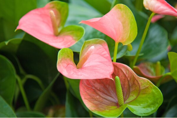 Anthurium’s Seductive Hearts and Glossy Appeal | BOMA