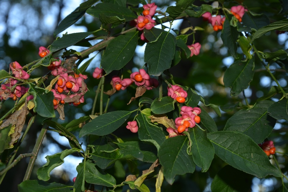 Berry bushes in Autumn - The Boma Garden Centre