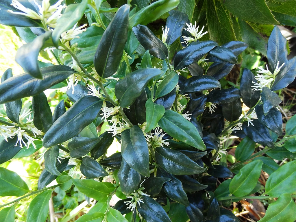 Christmas Box | Sarcococca | Winter Plants