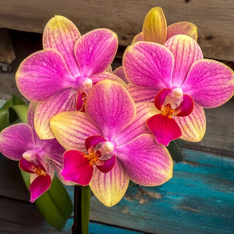 Discover the Finest Orchid Varieties Curated by Expert Growers | Boma