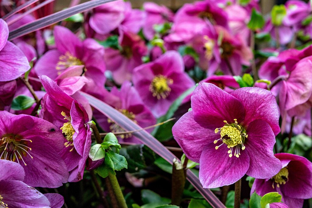 February’s Flowering Best-Kept Secrets