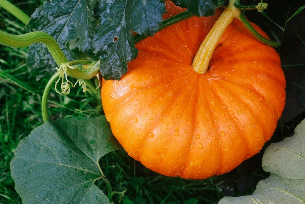 Growing pumpkins for tasty autumn harvests - The Boma Garden Centre