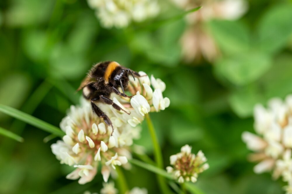 How to attract beneficial insects to your garden - The Boma Garden Centre