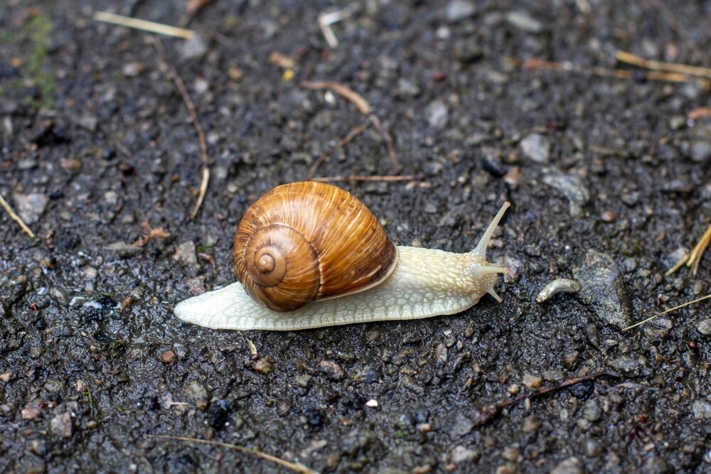 How to avoid snails in the garden - The Boma Garden Centre