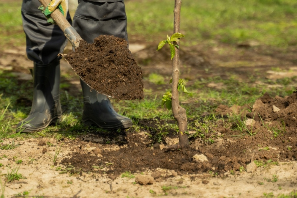 How to plant a tree - The Boma Garden Centre