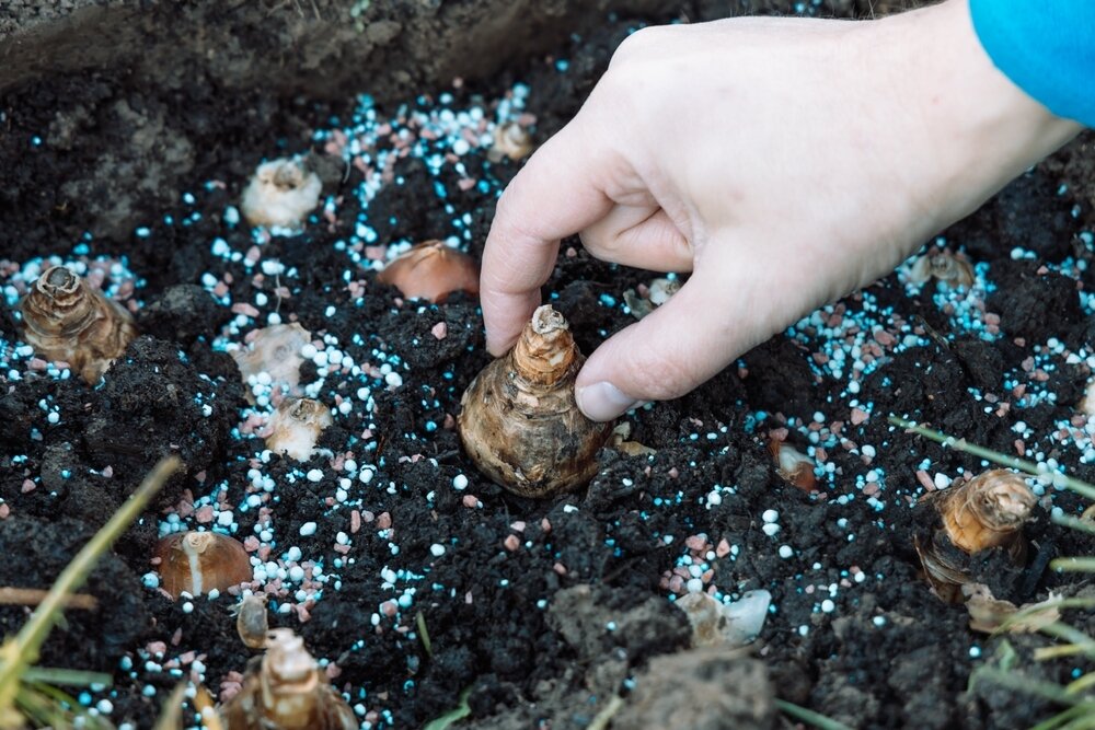 How to plant spring bulbs - The Boma Garden Centre