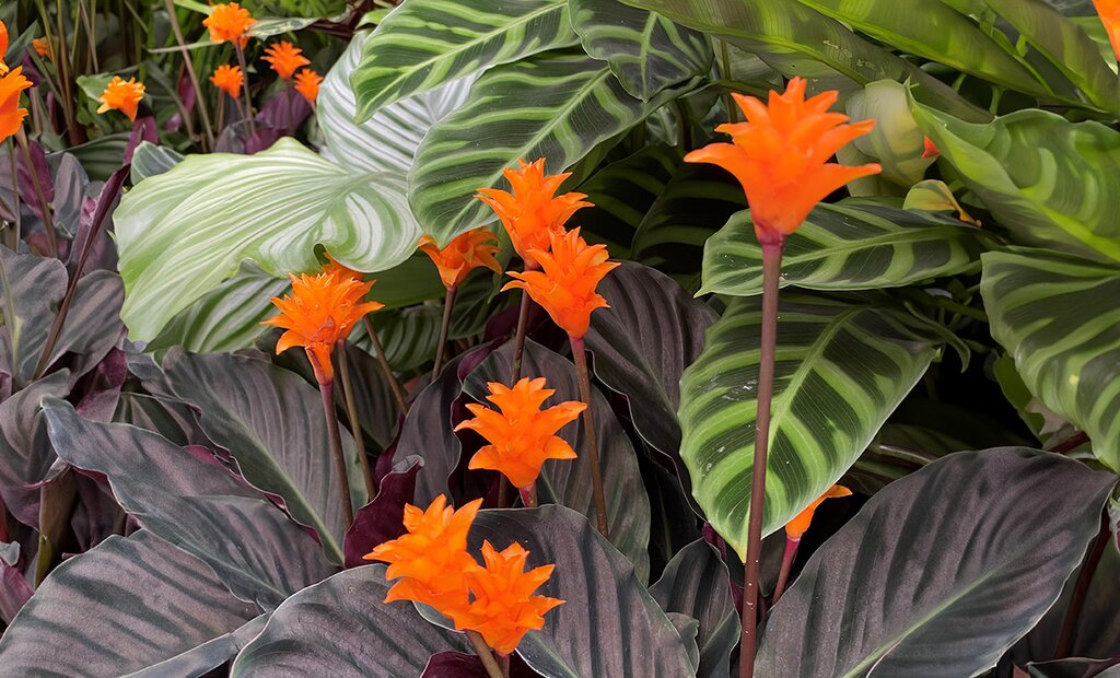 Is nature just showing off? – Masterpiece Calatheas - The Boma Garden ...