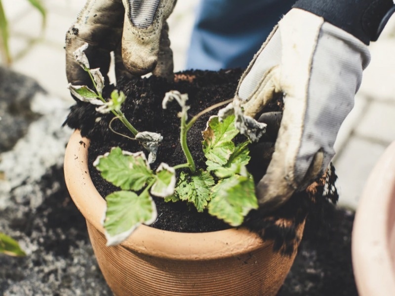 Refresh compost in pots - The Boma Garden Centre