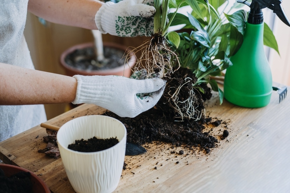 Repotting houseplants: How to always get it right - The Boma Garden Centre
