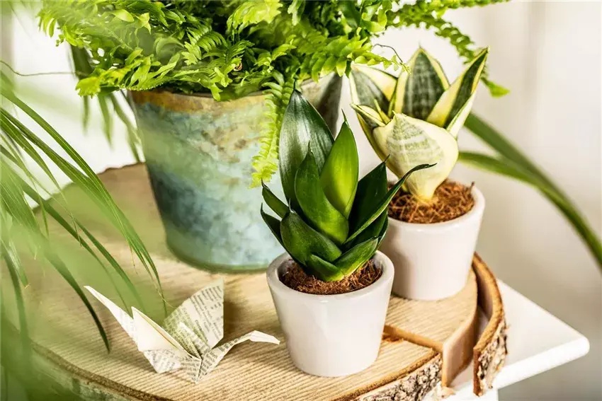Room design with indoor plants for a green jungle - The Boma Garden Centre