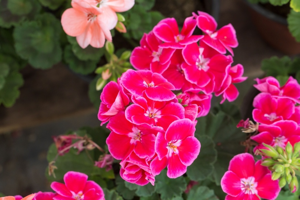 Sow these 3 stunning flowers in February - The Boma Garden Centre