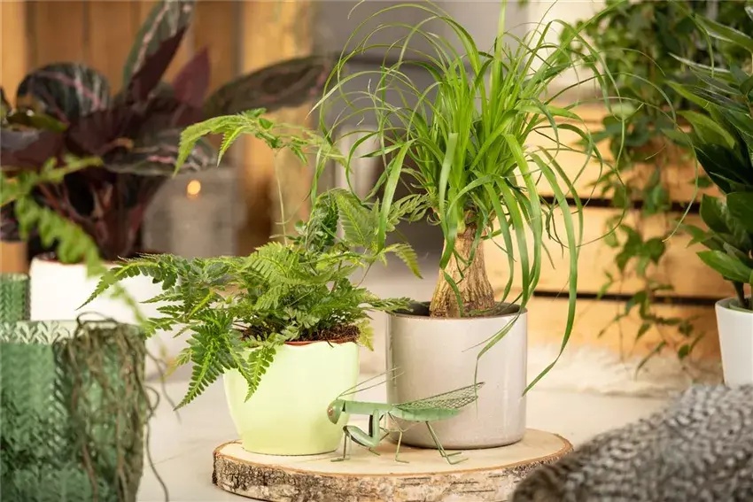 The variety of indoor plants is endless and beautiful - The Boma Garden ...