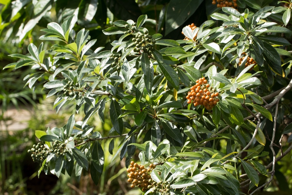 Top 5 alternatives to box hedging - The Boma Garden Centre