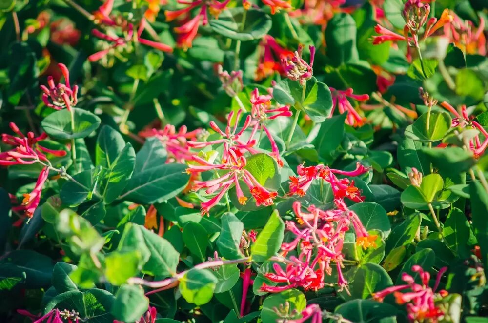 Top 5 best plants for scent - The Boma Garden Centre
