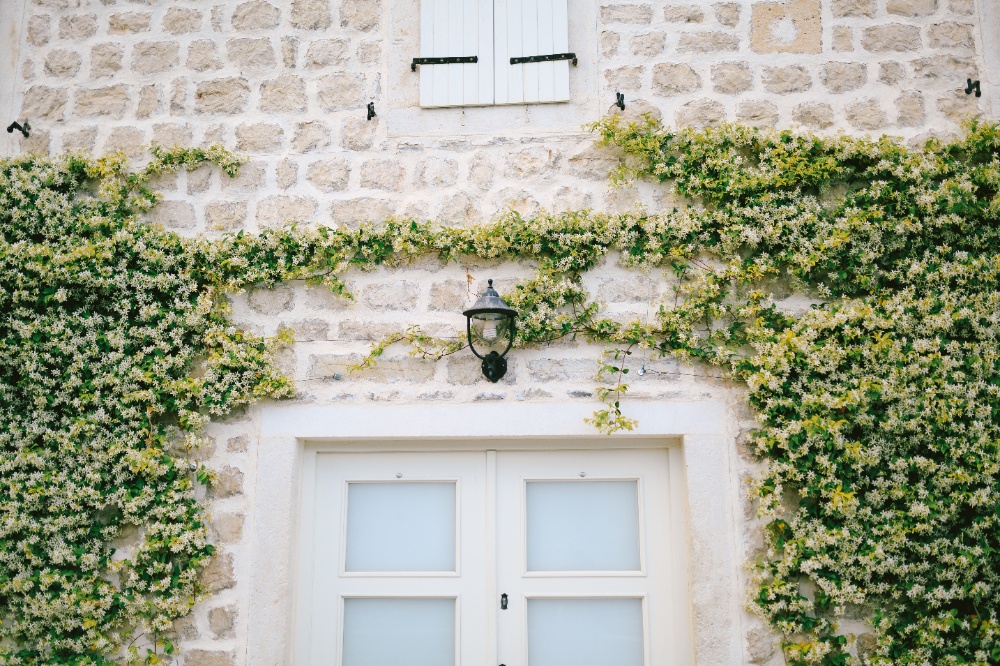 Top 5 climbers to grow - The Boma Garden Centre