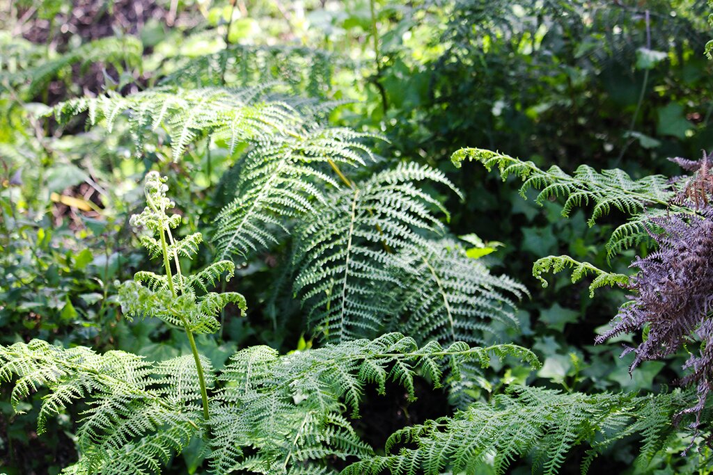 The Magic of Ferns: Garden Elegance and Enchantment - The Boma Garden ...