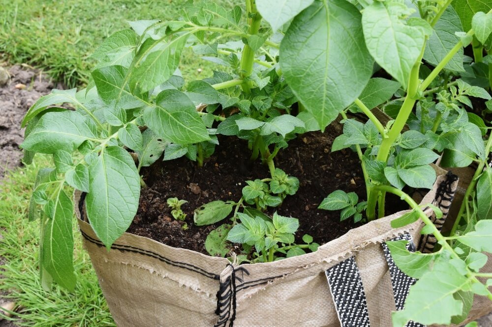 What to grow in the kitchen garden in containers - The Boma Garden Centre