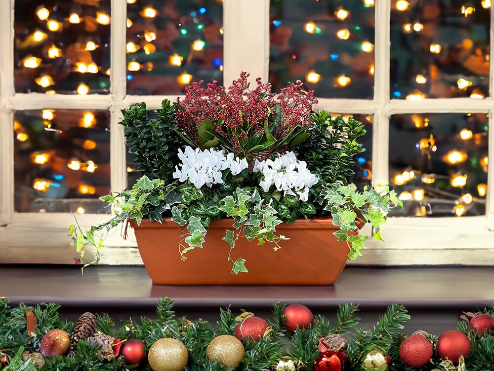 Outdoor christmas plants and flowers store