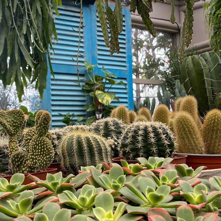 Indoor Plants • Houseplants • Hight Quality Variety - The Boma Garden ...