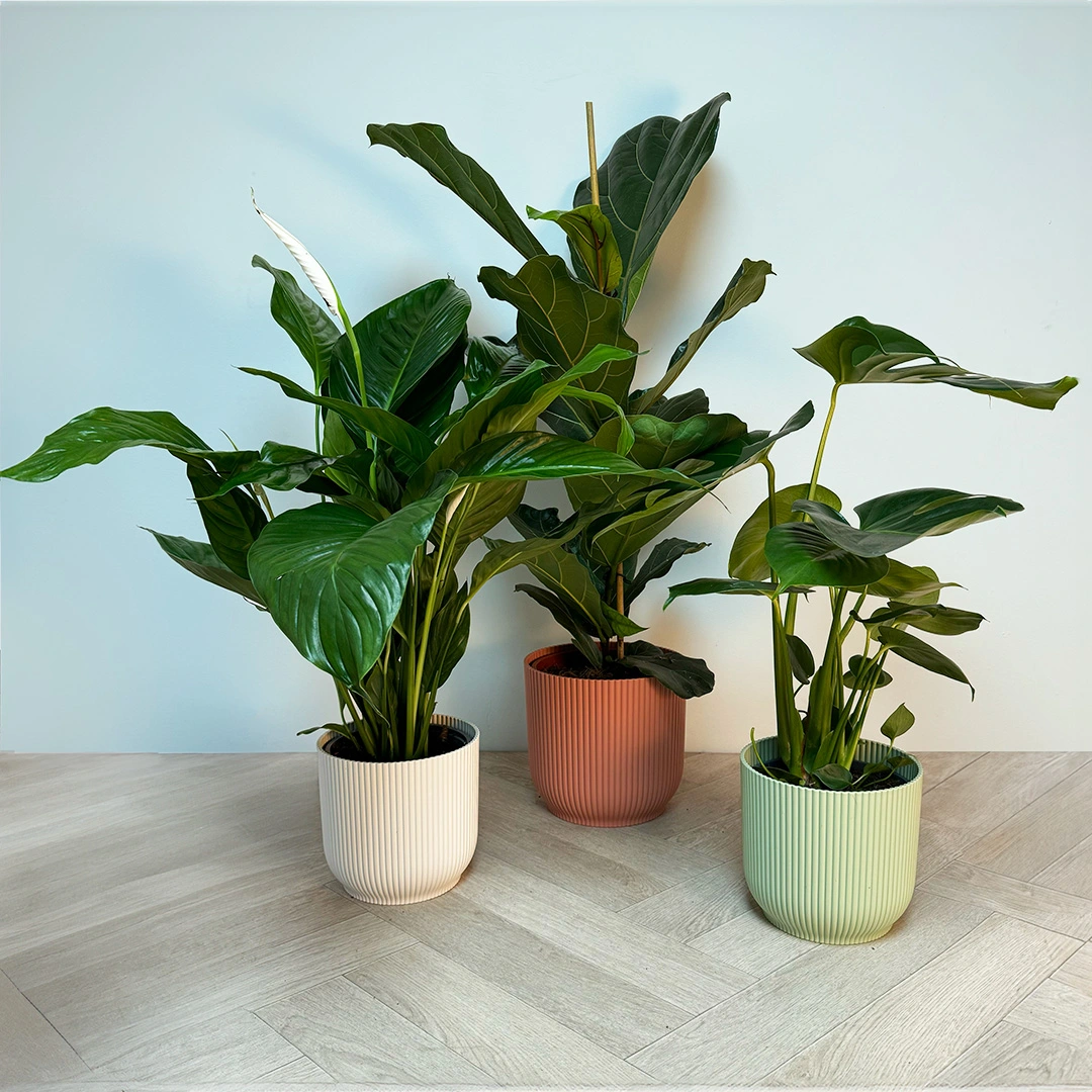 3 Indoor Plants - Lily Multicolour Collection - The Boma Garden Centre