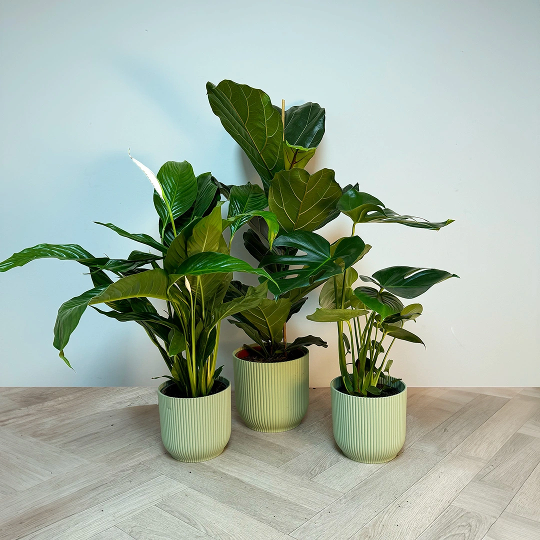 3 Tropical Plants & Green Pots Collection - The Boma Garden Centre