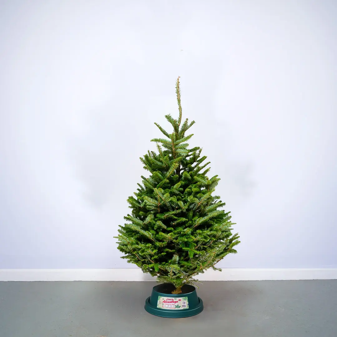 4-5Ft Fraser Fir Premium Cut (125-150cm) Real Christmas Tree - The Boma ...