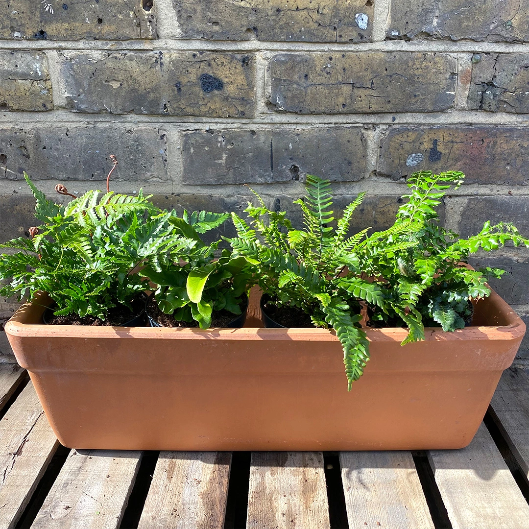 4 Fern and Terracotta Trough Collection - Boma Bundles - The Boma ...