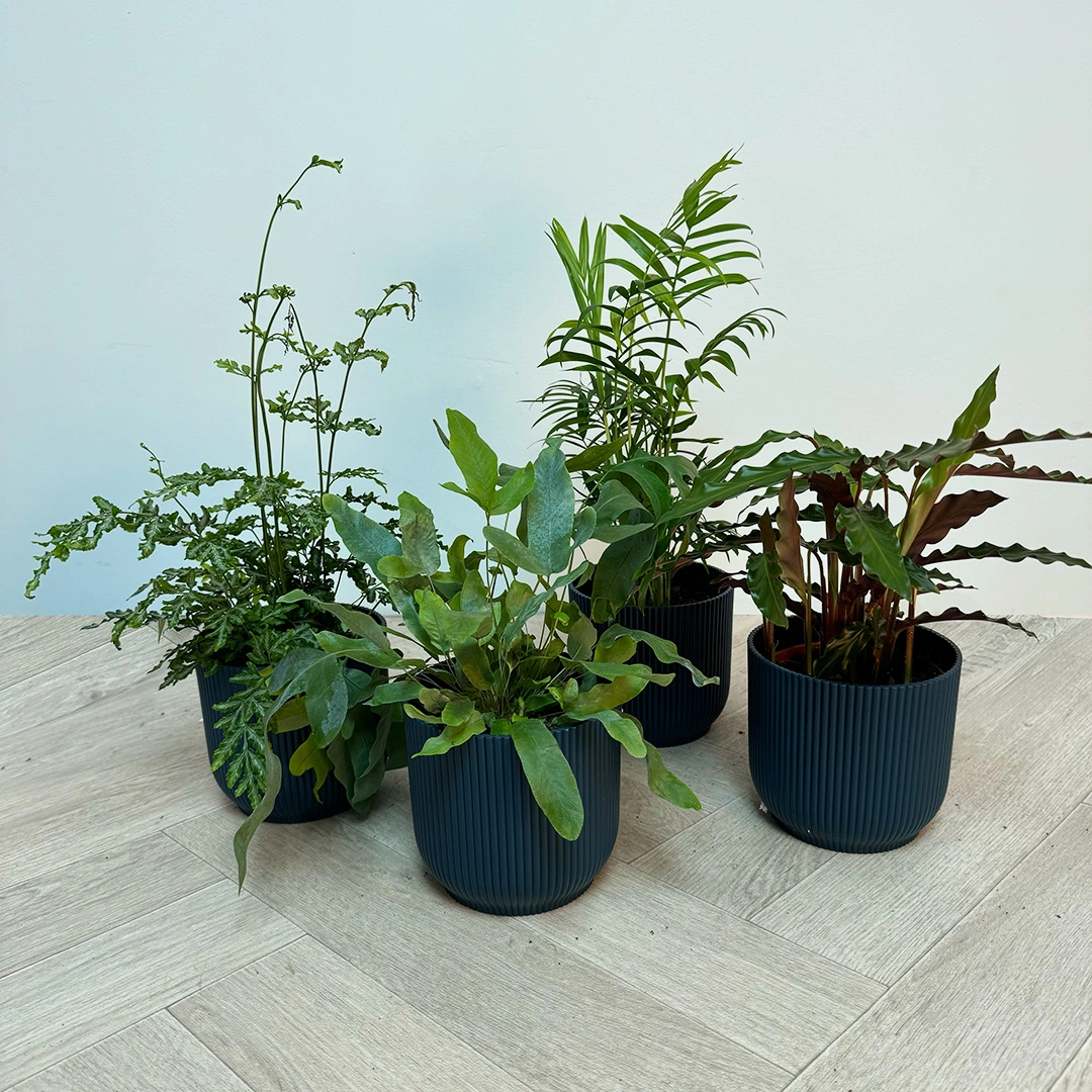 4 Indoor Plants - Mia Blue Collection - The Boma Garden Centre