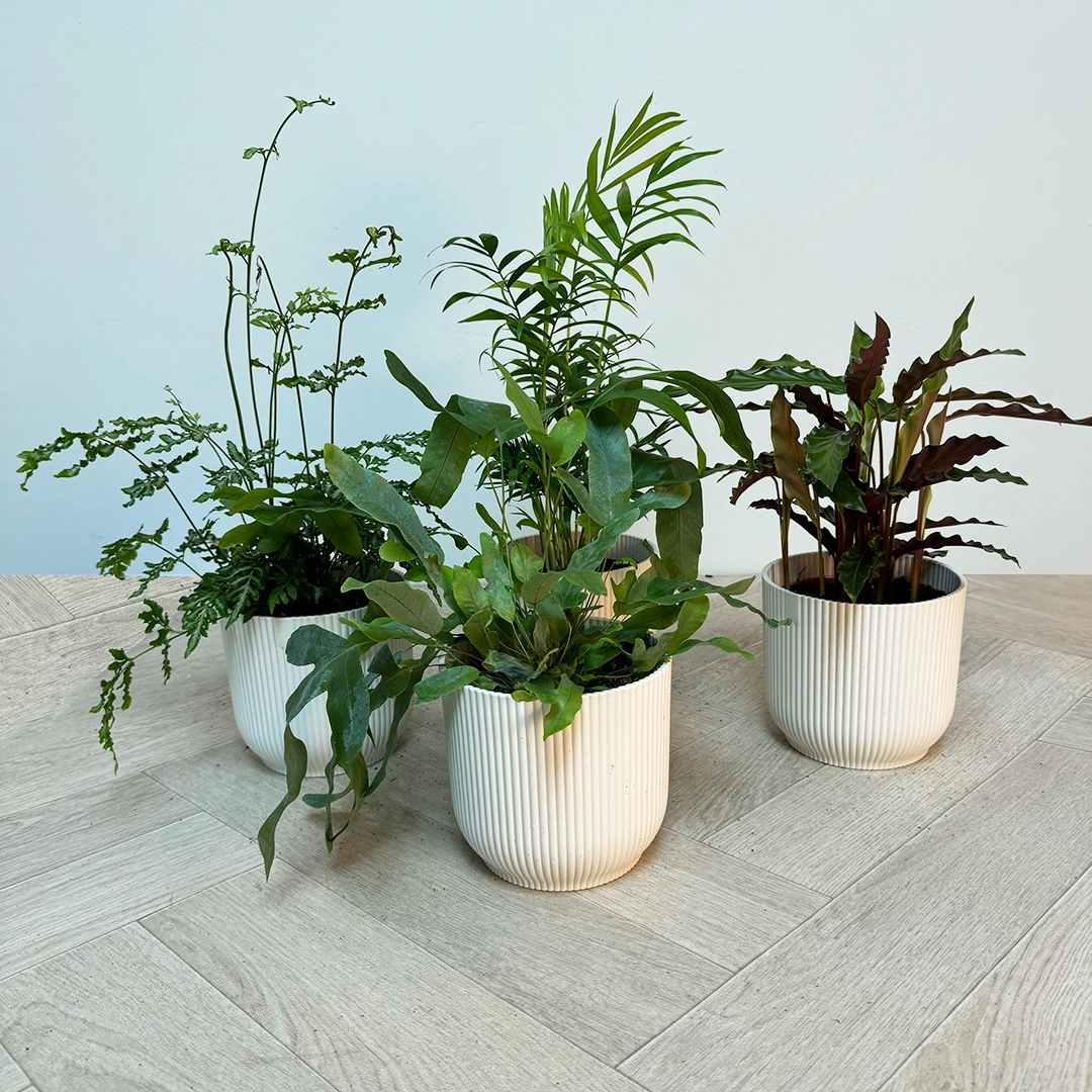 4 Indoor Plants - Mia White Collection - The Boma Garden Centre