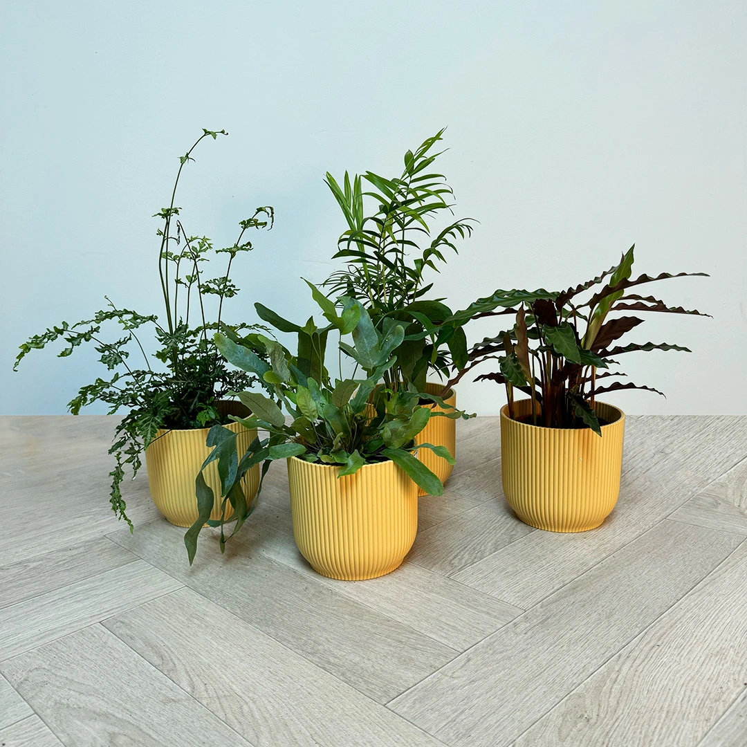 4 Indoor Plants - Mia Yellow Collection - The Boma Garden Centre