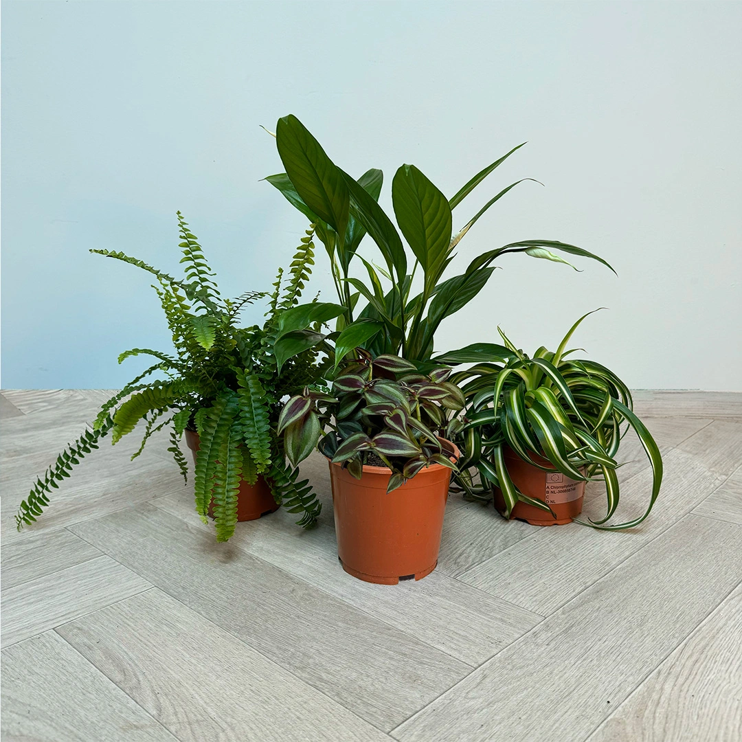 4 Indoor Plants - Olivia Collection (Excludes Pot Covers) - The Boma ...