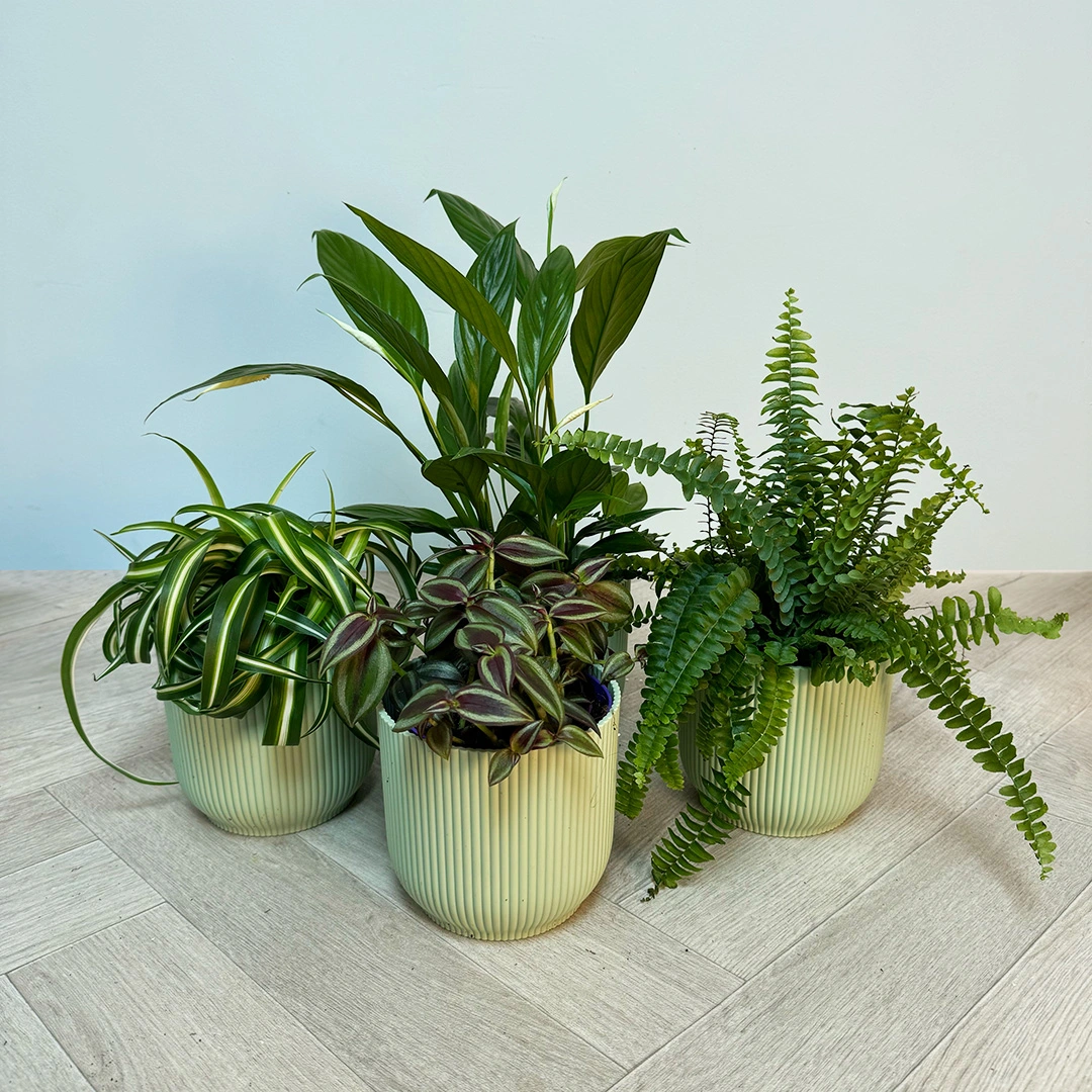 4 Indoor Plants - Olivia Green Collection - The Boma Garden Centre