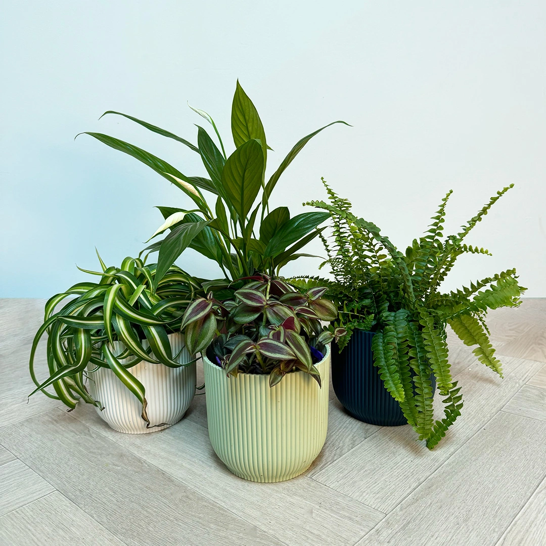 4 Indoor Plants Olivia Multicolour Collection - The Boma Garden Centre