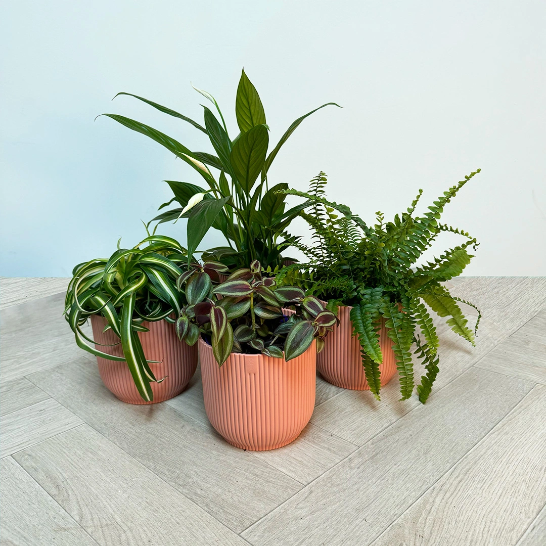 4 Indoor Plants Olivia Pink Collection - The Boma Garden Centre
