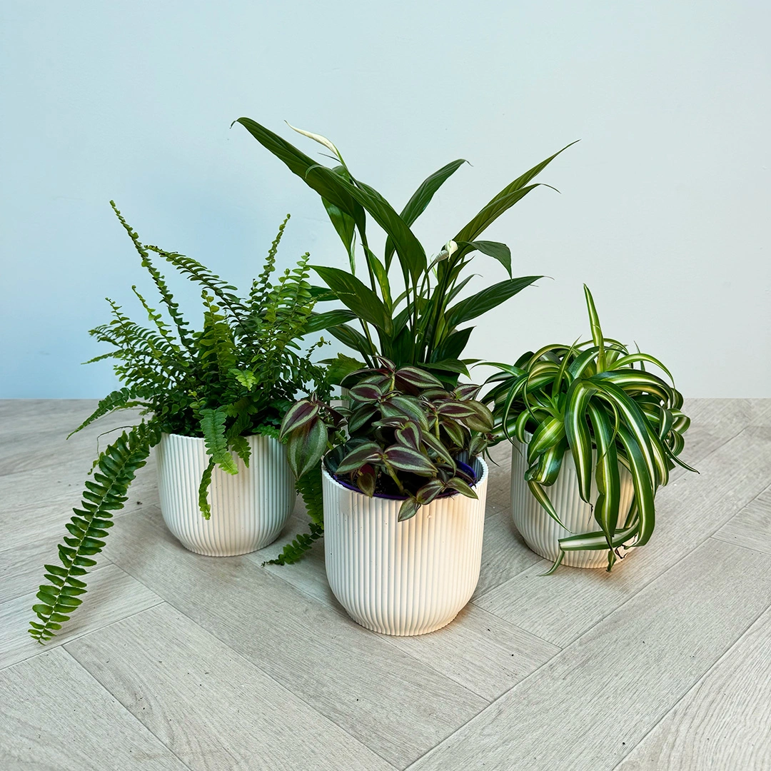 4 Indoor Plants - Olivia White Collection - The Boma Garden Centre