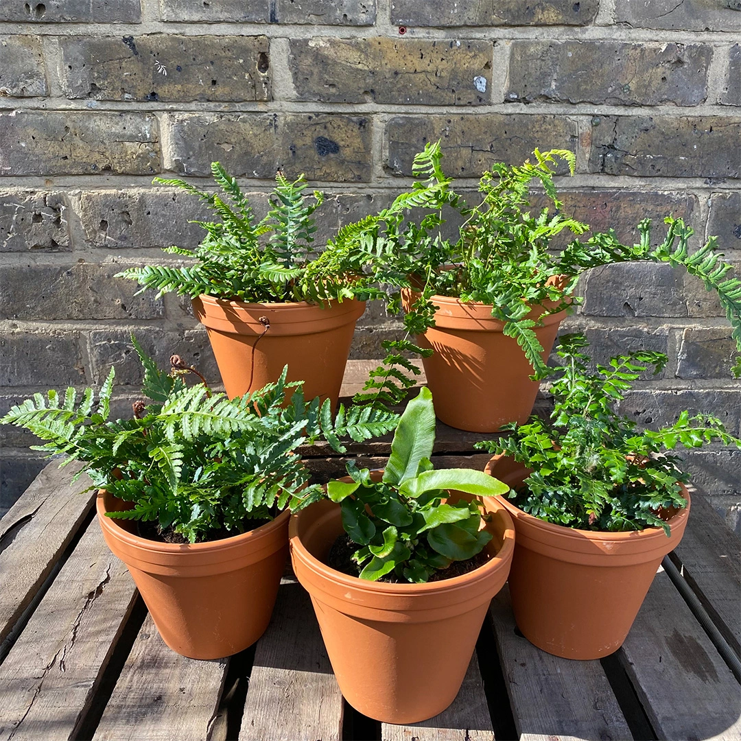 5 Fern and Terracotta Pot Collection - Boma Bundles - The Boma Garden Centre