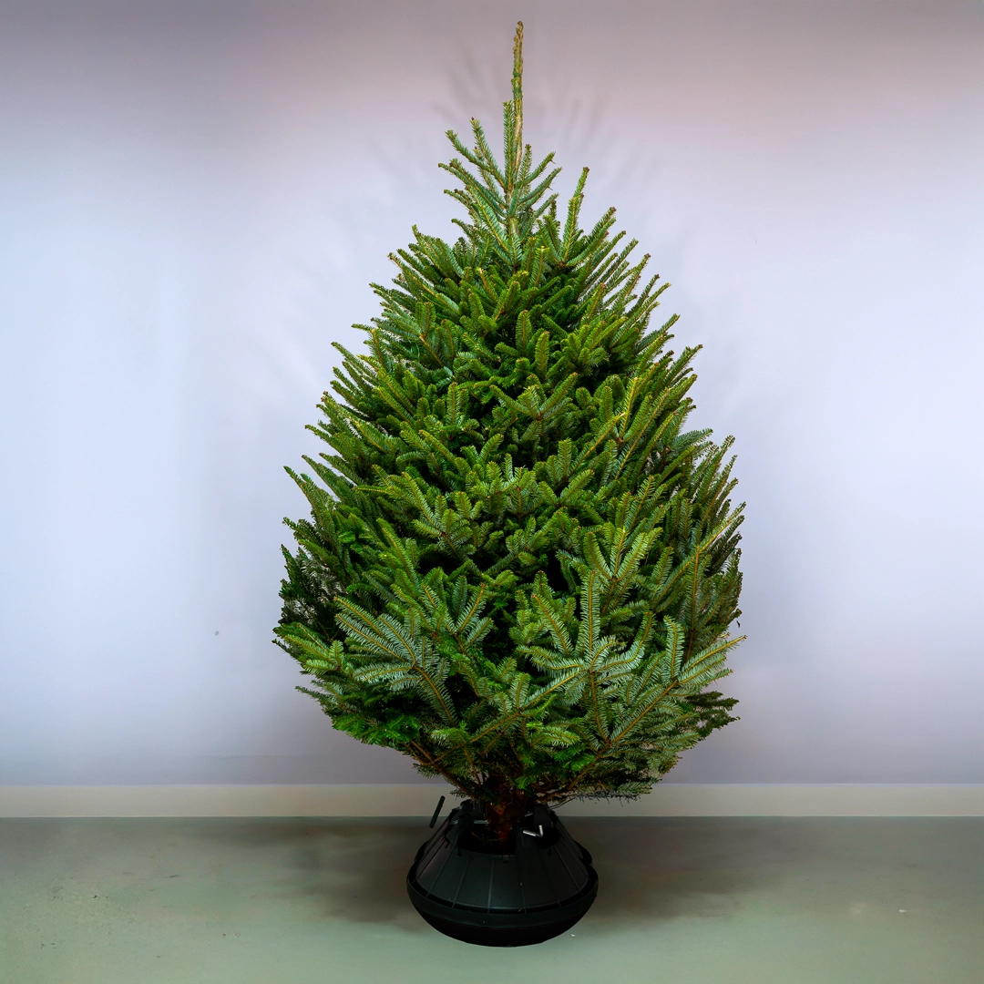 8-9Ft Fraser Fir Premium (240-270cm) Real Cut Christmas Tree - The Boma ...