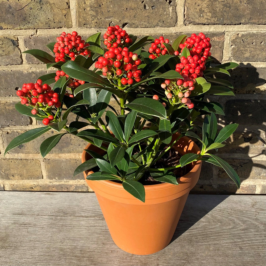A Festive Berry Planter - The Boma Garden Centre