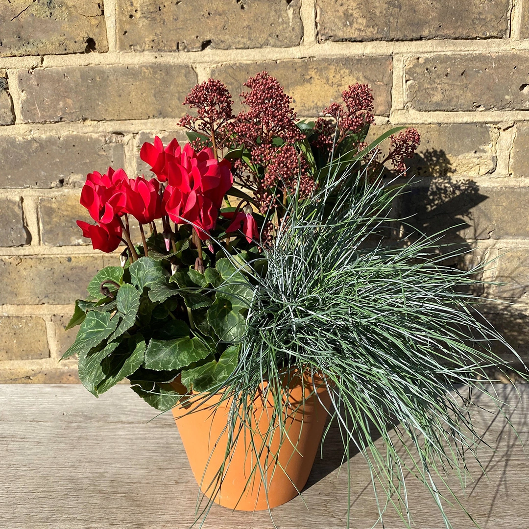 A Festive Red Winter Planter (20cm) - The Boma Garden Centre