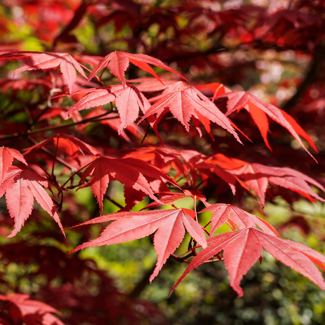 Acer palmatum Bloodgood (Pot Size 10L) Japanese Maple - The Boma Garden ...