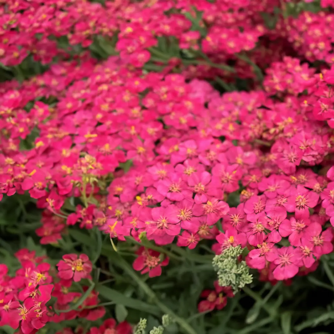 Achillea millefolium 'New Vintage Rose' (Pot Size 3L) Perennial Yarrow ...