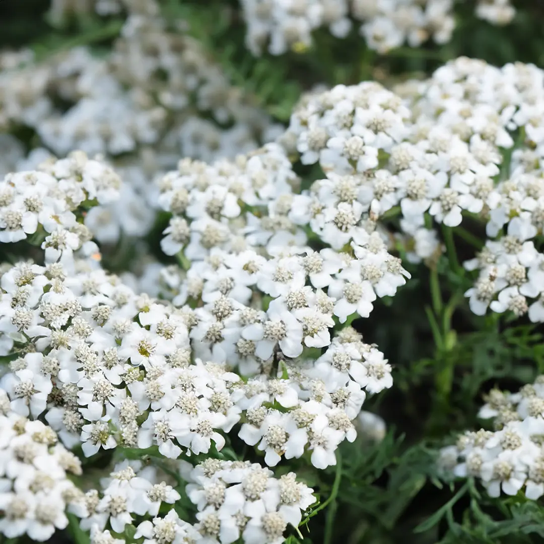 Achillea millefolium 'New Vintage White' (Pot Size 3L) Perennial Yarrow ...
