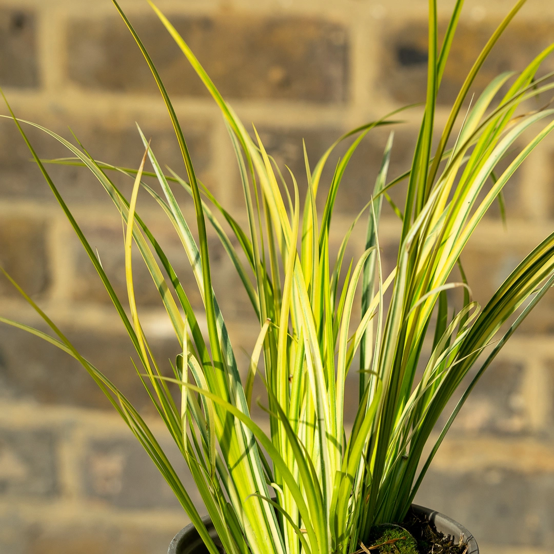 Acorus gramineus ‘Ogon’ (Pot Size 11cm) Golden Variegated Sweet Flag ...
