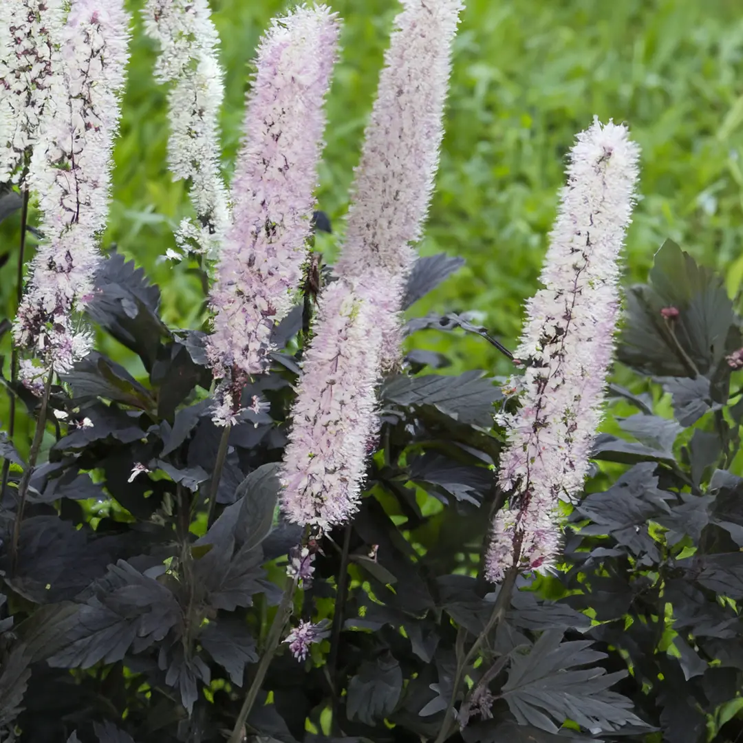 Actaea 'Chocoholic' (Pot Size 3L) Bugbane - The Boma Garden Centre